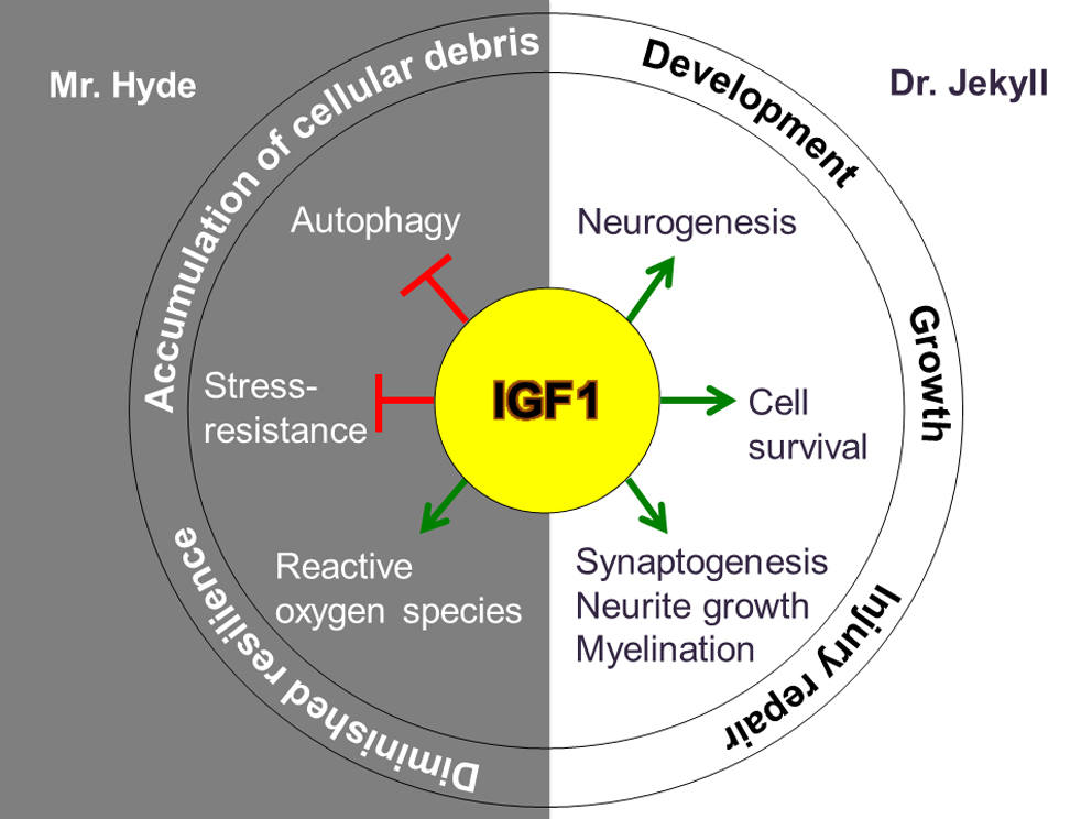 HGH: THE IGF-1/INSULIN AXIS IS A TRUE DR. JEKYLL AND MR. HYDE ON ONES ...